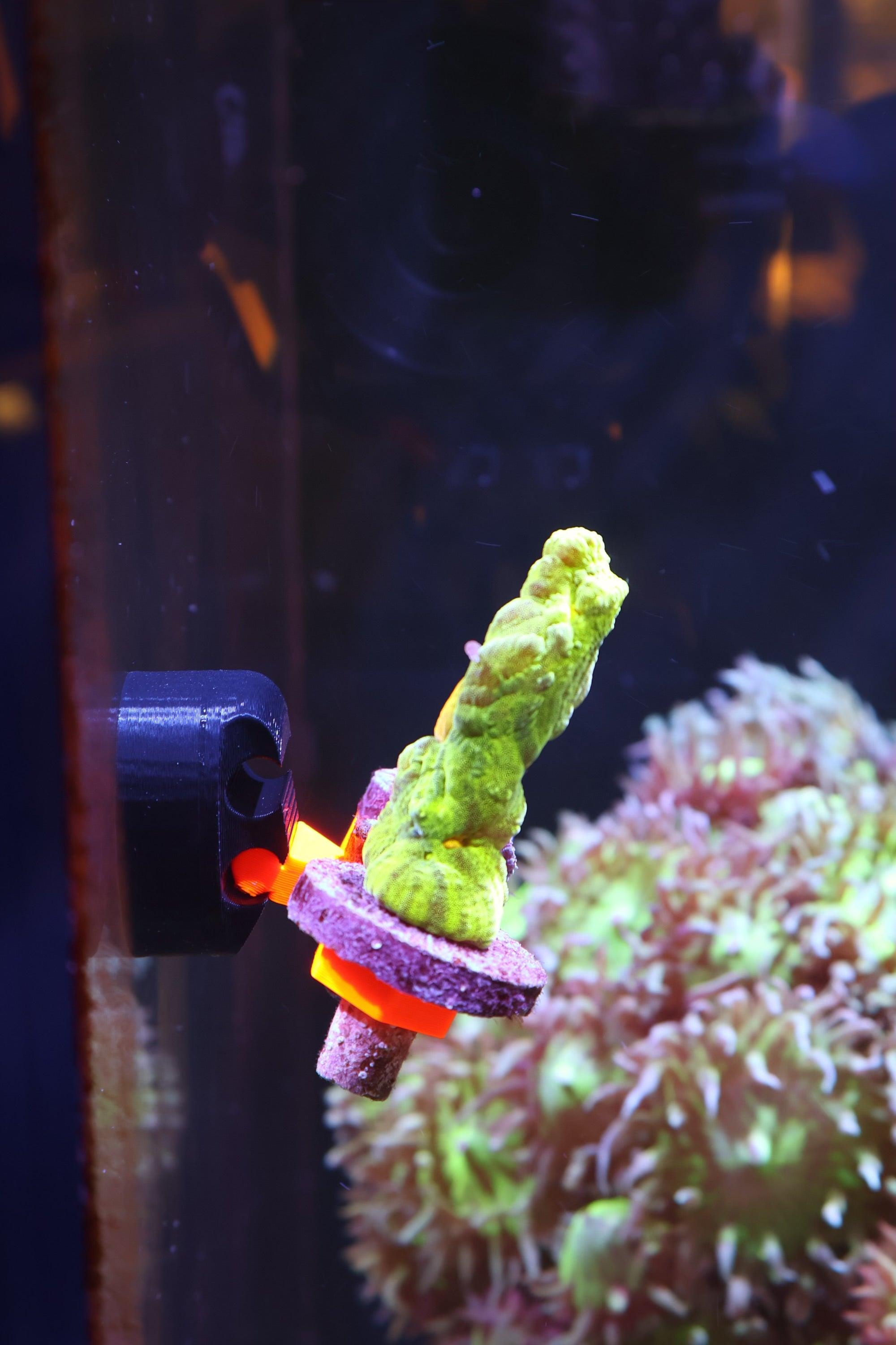 Discover the Ultimate Solution for Coral Fragging: FragLoc™ Magnetic C ...