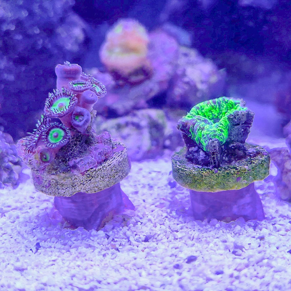 Coral Frag Plug Stands - Secure & Flexible Coral Placement | Printed Reef
