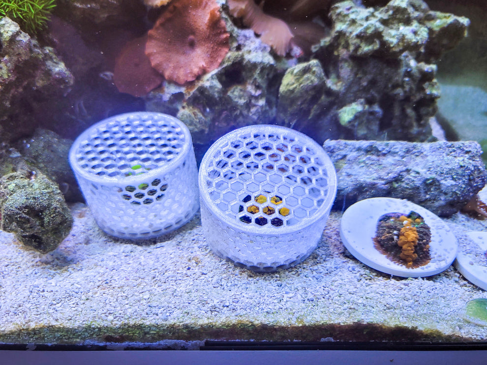 Mushroom Cage for Corals - Ultimate Protection | Printed Reef