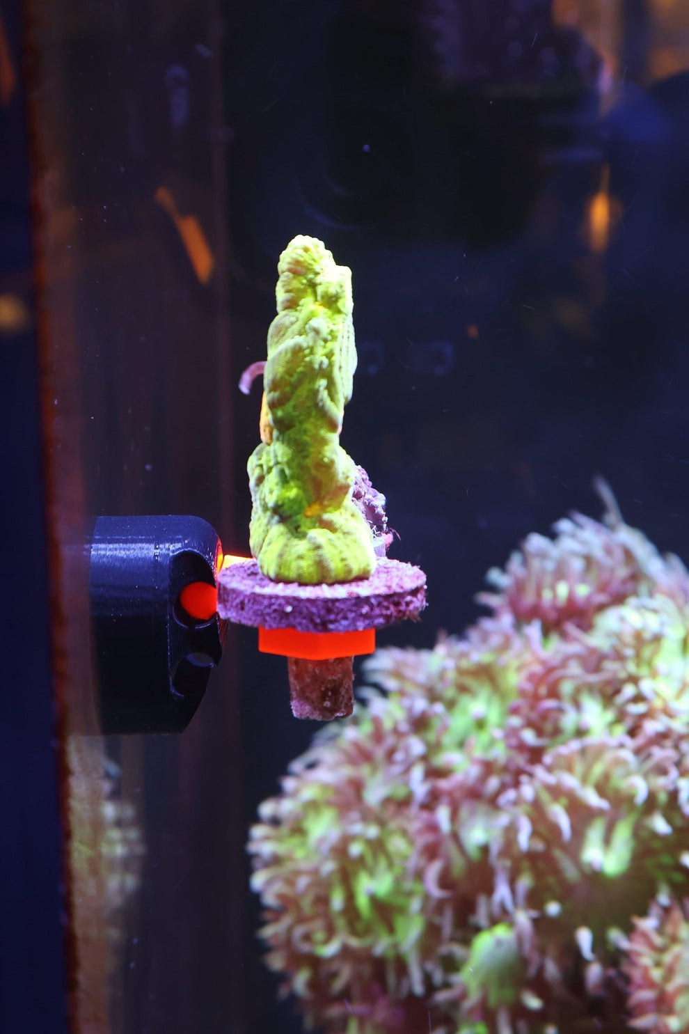 FragLoc™ - Magnetic Coral Frag Rack with Innovative Secure Plug Design ...