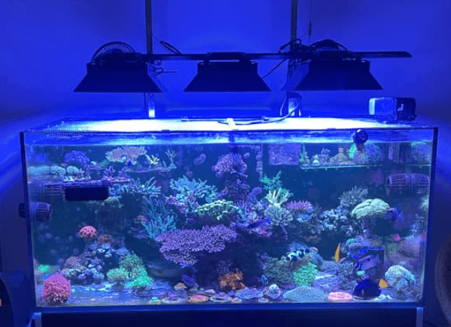 Ecotech Radion XR30 Light Shade - Printed Reef