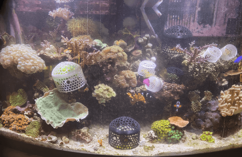 Coral Feeder Cage - Advanced Protection & Targeted Feeding | Printed Reef