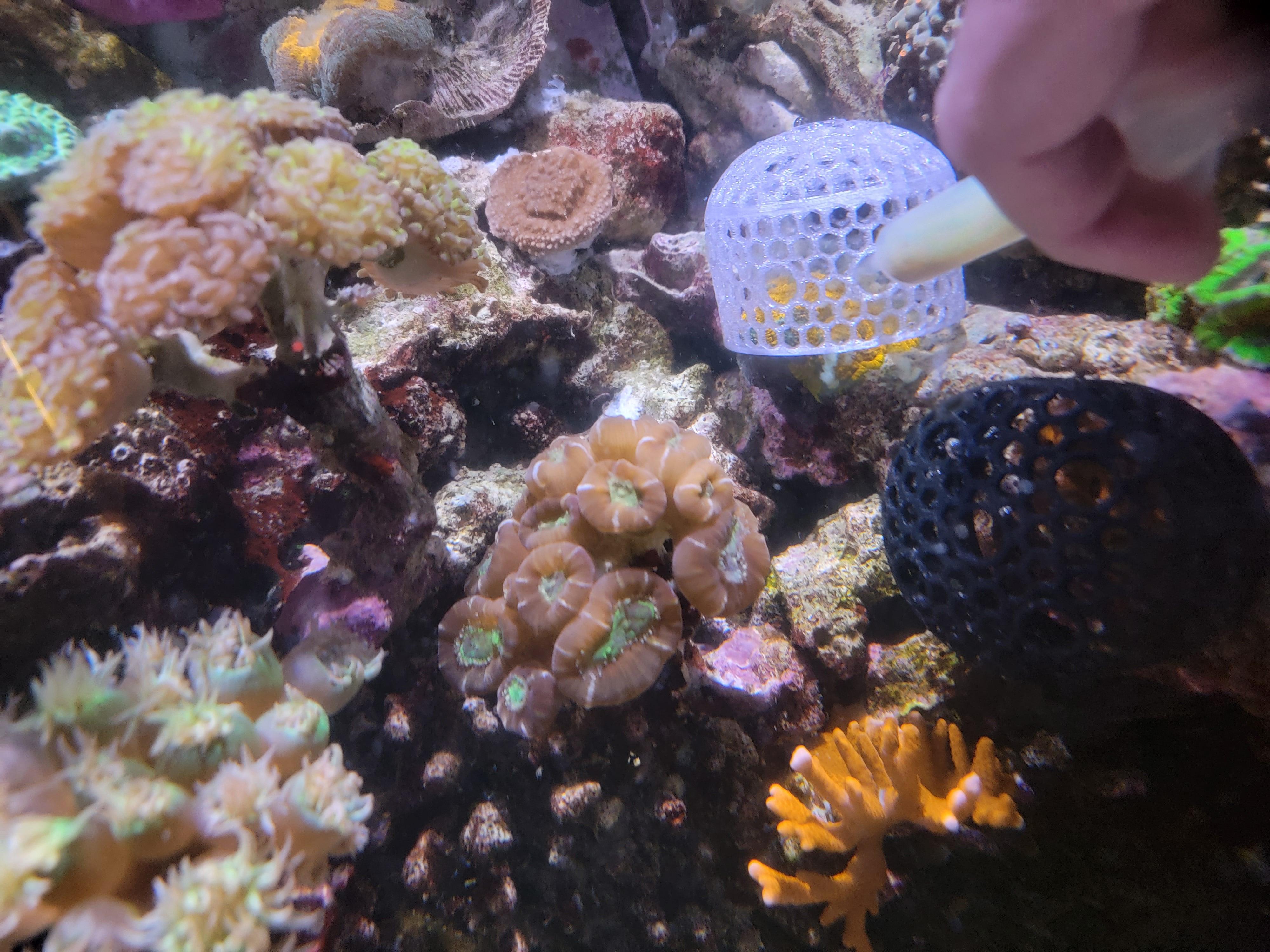 Coral Feeder Cage - Advanced Protection & Targeted Feeding | Printed Reef
